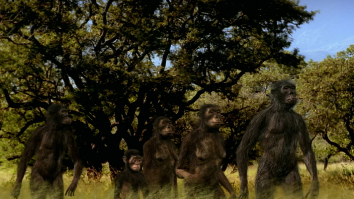 Australopithecus | Andy's Fandom Adventures | Fandom