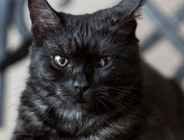 Kaine | A Perfect Circle Wiki | Fandom