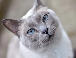 Fadedmist | A Perfect Circle Wiki | Fandom