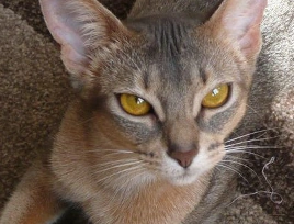 Saber | A Perfect Circle Wiki | Fandom