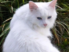 Eira | A Perfect Circle Wiki | Fandom