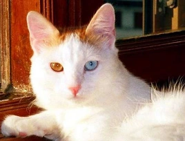 Flickertail | A Perfect Circle Wiki | Fandom