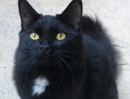 Midnightpaw | A Perfect Circle Wiki | Fandom