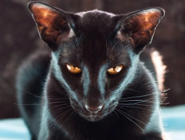 Jorunn | A Perfect Circle Wiki | Fandom