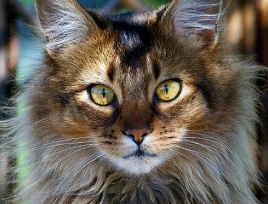 Rowanmask | A Perfect Circle Wiki | Fandom