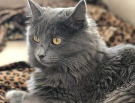 Driftfire | A Perfect Circle Wiki | Fandom