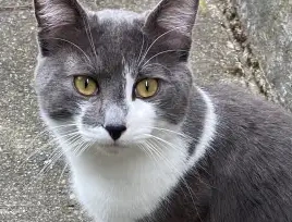 Forest | A Perfect Circle Wiki | Fandom