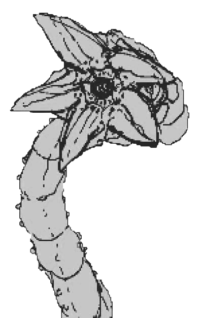 Starfish | Apeirophobia Wiki | Fandom