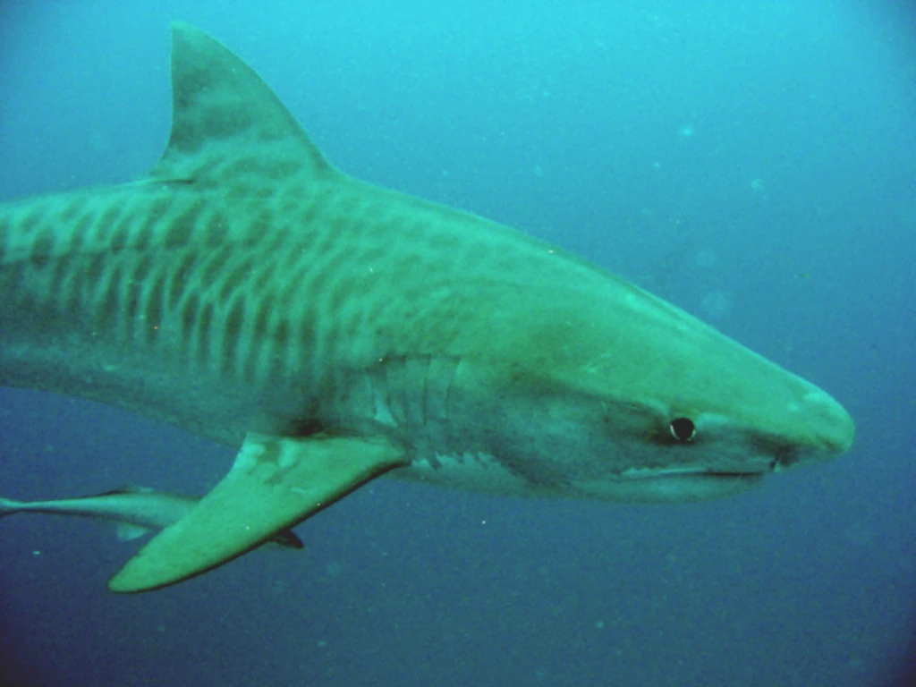 Tiger Shark | Apex Predators Wiki | Fandom