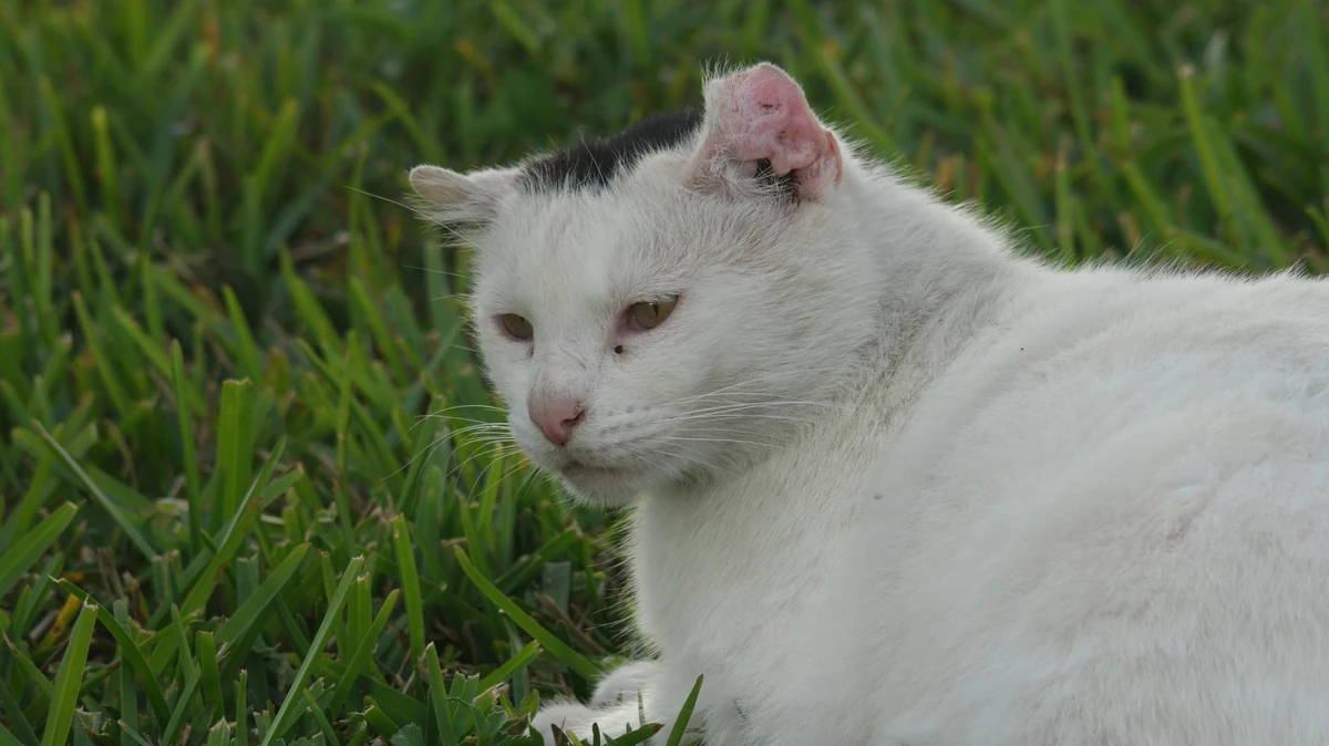 Priscilla | Apoinsettia Wiki | Fandom