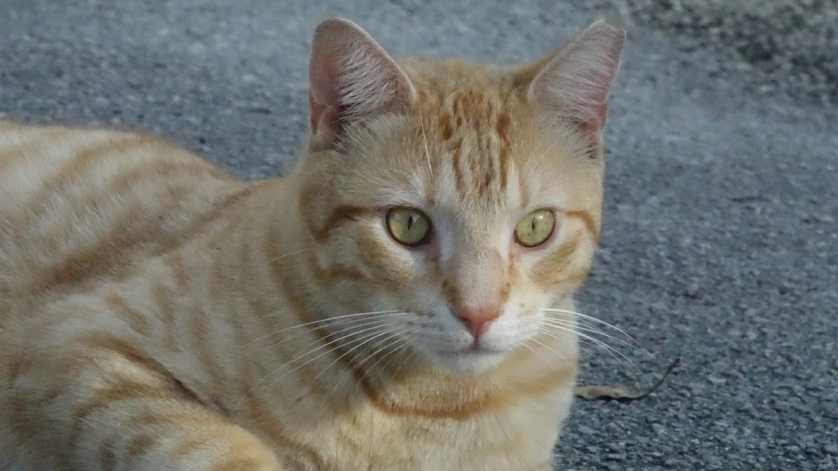 Buttery Boi | Apoinsettia Wiki | Fandom