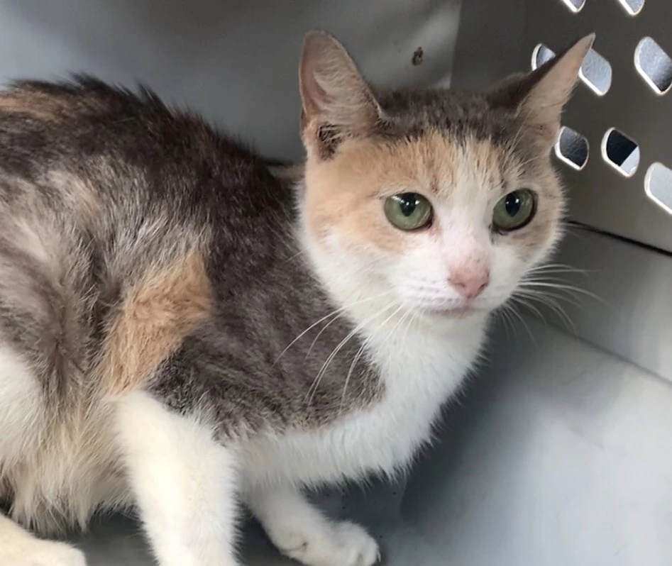 Saffron | Apoinsettia Wiki | Fandom