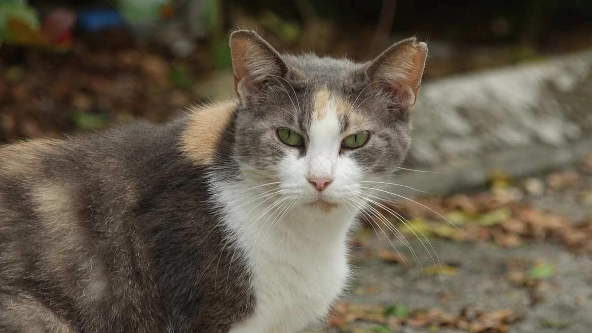 Kitty Maxx | Apoinsettia Wiki | Fandom