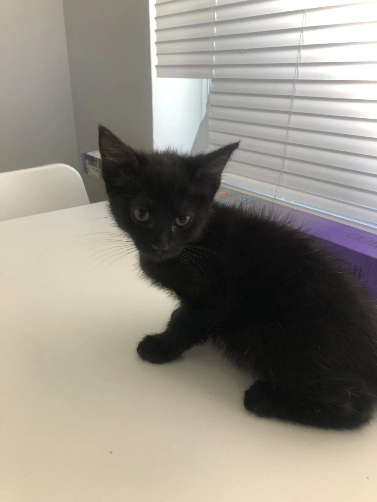 Raisin | Apoinsettia Wiki | Fandom