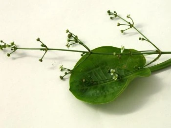 Alisma | Apothecary-Herbs Wiki | Fandom