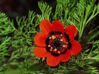 Adonis | Apothecary-Herbs Wiki | Fandom