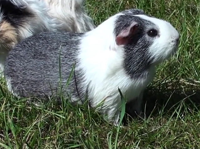 Miih | ApplewarPictures Wiki | Fandom