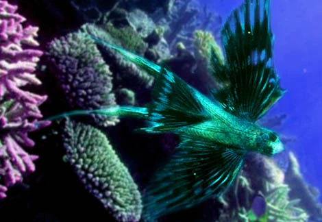 Pterion | Daia's Asari Wiki | Fandom