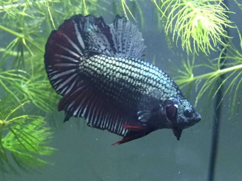 Betta (Betta splendens) | /aq/ Freshwater Wiki | Fandom