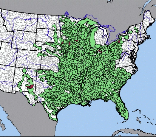 Bluegill (Lepomis macrochirus) | /aq/ Freshwater Wiki | Fandom