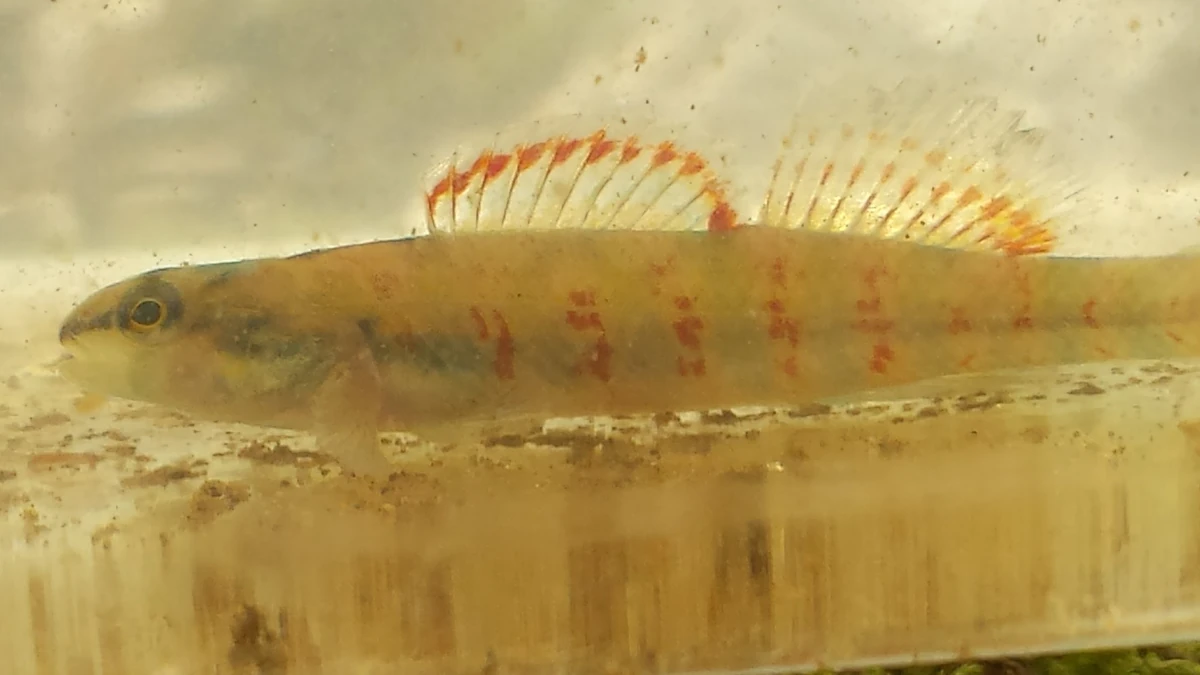 Redband Darter (Etheostoma luteovinctum) | /aq/ Freshwater Wiki | Fandom