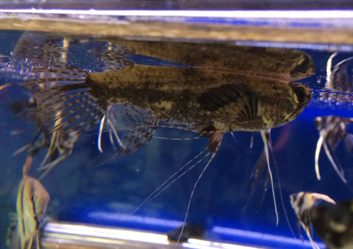 African Butterfly Fish (Pantodon buchholzi) | /aq/ Freshwater Wiki | Fandom