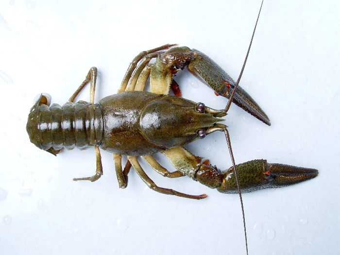 Astacidae | Aquatic Life Wiki | Fandom