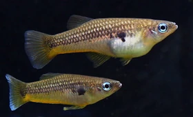 Alfaro Huberi | Aquatic Life Wiki | Fandom