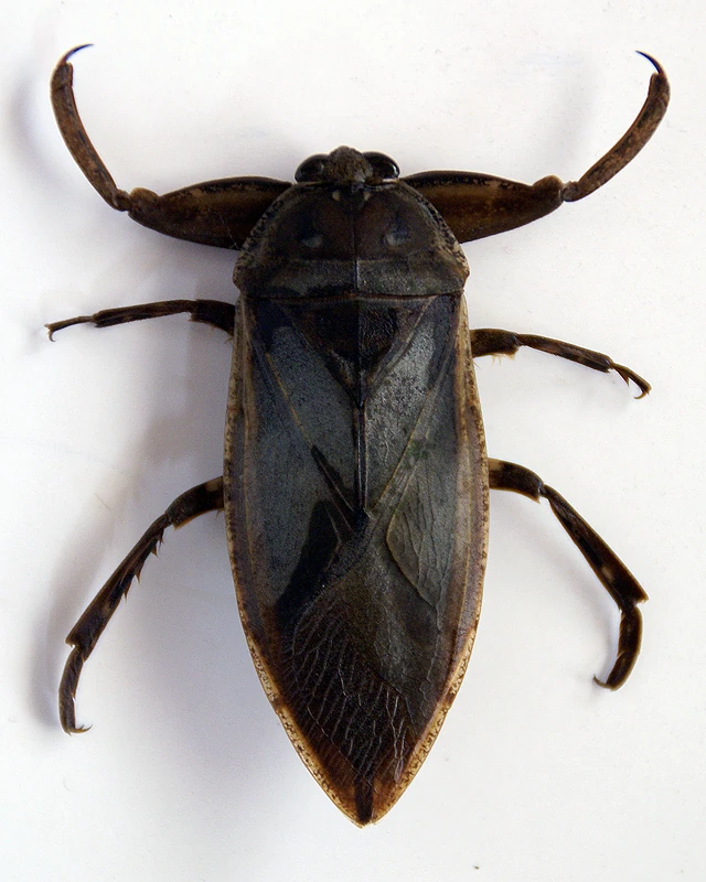 Lethocerus grandis | Aquatic Life Wiki | Fandom