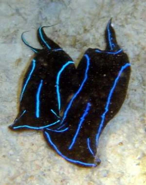Category:Aglajidae | Aquatic Life Wiki | Fandom