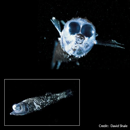 Binocular fish | Aquatic Life Wiki | Fandom