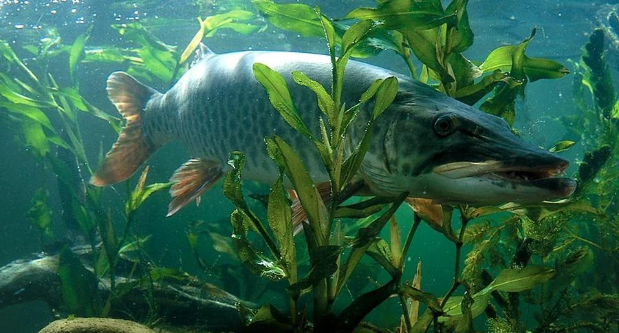 Muskellunge | Aquatic Life Wiki | Fandom