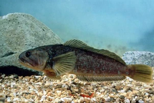 Notothenia rossii | Aquatic Life Wiki | Fandom