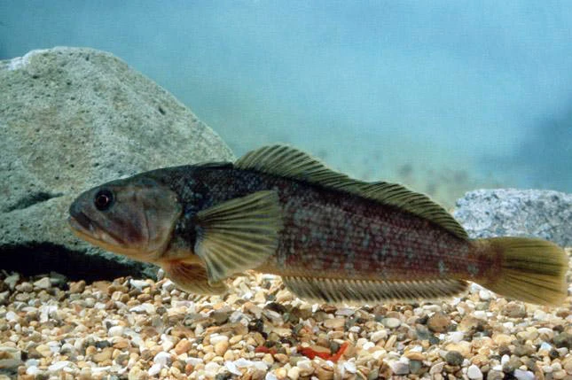 Notothenia rossii | Aquatic Life Wiki | Fandom