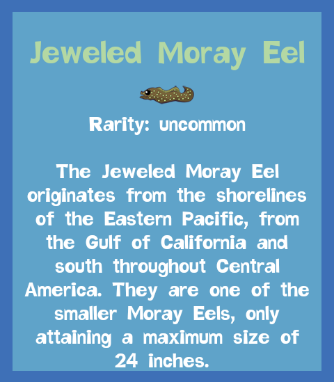 Jeweled Moray Eel | Aqua Pets Wiki | Fandom