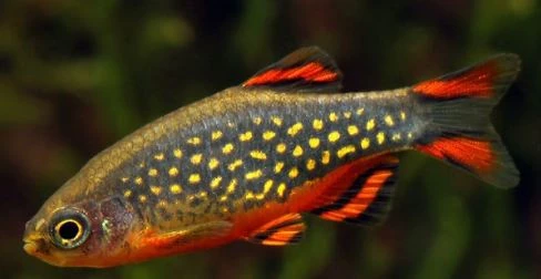 Danio margaritatus - Microrasbora galaxy | Wiki Aquariophile | Fandom