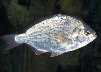 红尾双齿海鲫 Amphistichus rhodoterus | Aquarium Wiki | Fandom