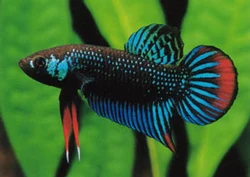 Betta imbellis | Wiki Aquarium | Fandom