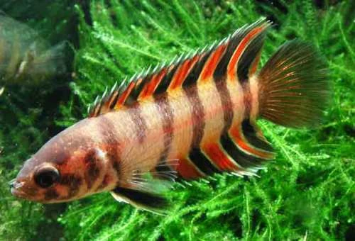 Les Anabantidae | Wiki Aquarium | Fandom