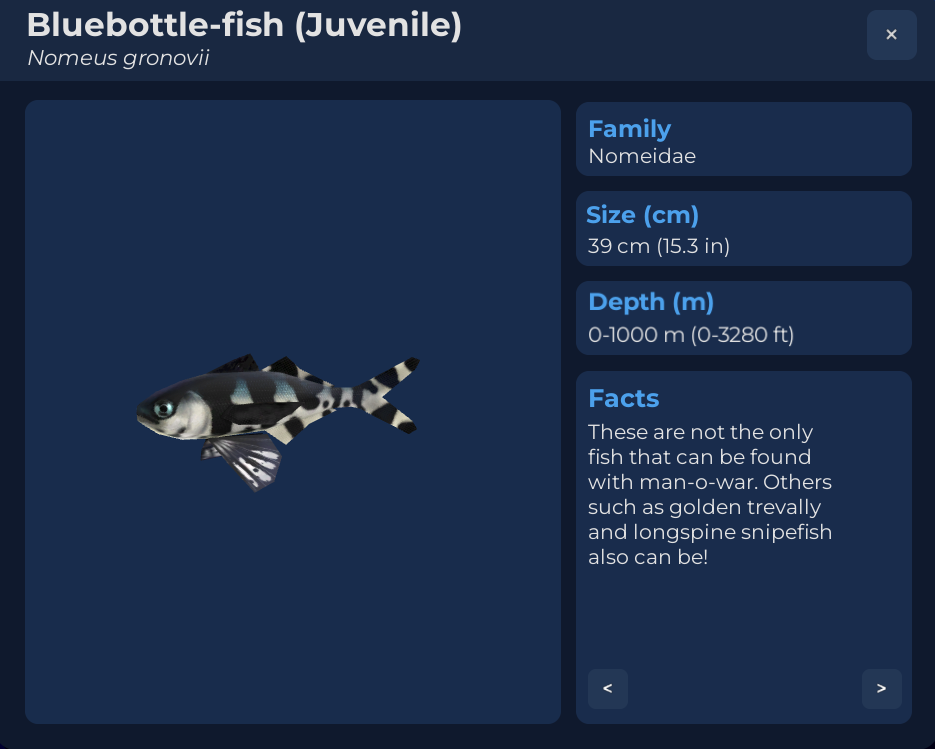 Bluebottle-fish (Juvenile) | Aquatica Observatory Wiki | Fandom