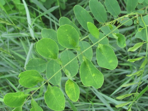 Aculops allotrichus | Arachnipedia Wiki | Fandom