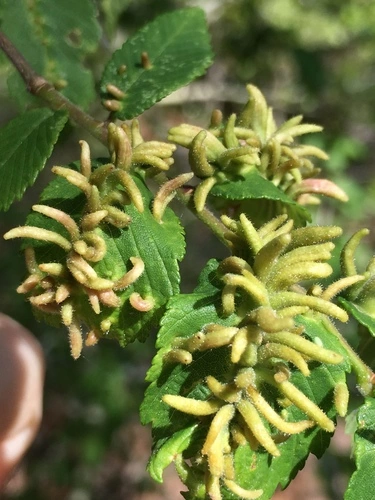 Elm Finger Gall Mite (Aceria parulmi) | Arachnipedia Wiki | Fandom