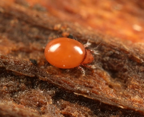 Phthiracarus globosus | Arachnipedia Wiki | Fandom