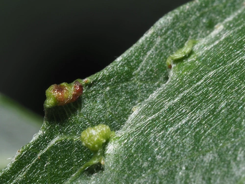 Aculus craspedobius | Arachnipedia Wiki | Fandom