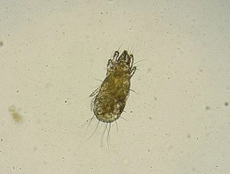 Cereal Mite (Acarus siro) | Arachnipedia Wiki | Fandom