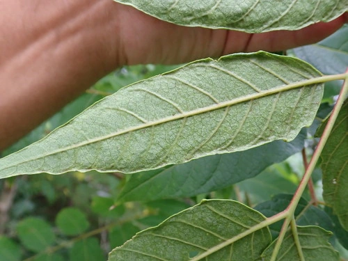 Ailanthus Leafcurl Mite (Aculops ailanthii) | Arachnipedia Wiki | Fandom