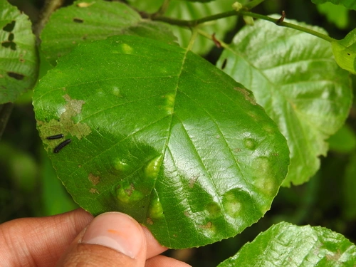 Acaricalus | Arachnipedia Wiki | Fandom