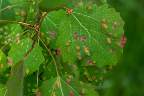 Aceria varia | Arachnipedia Wiki | Fandom