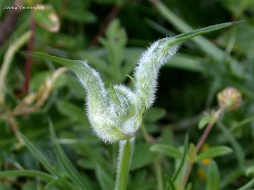 Aceria squalida | Arachnipedia Wiki | Fandom