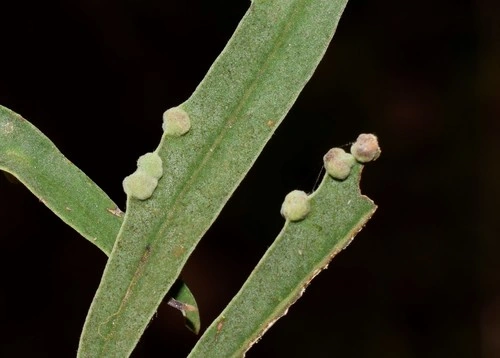 Lilac Rust Mite (Aceria massalongoi) | Arachnipedia Wiki | Fandom